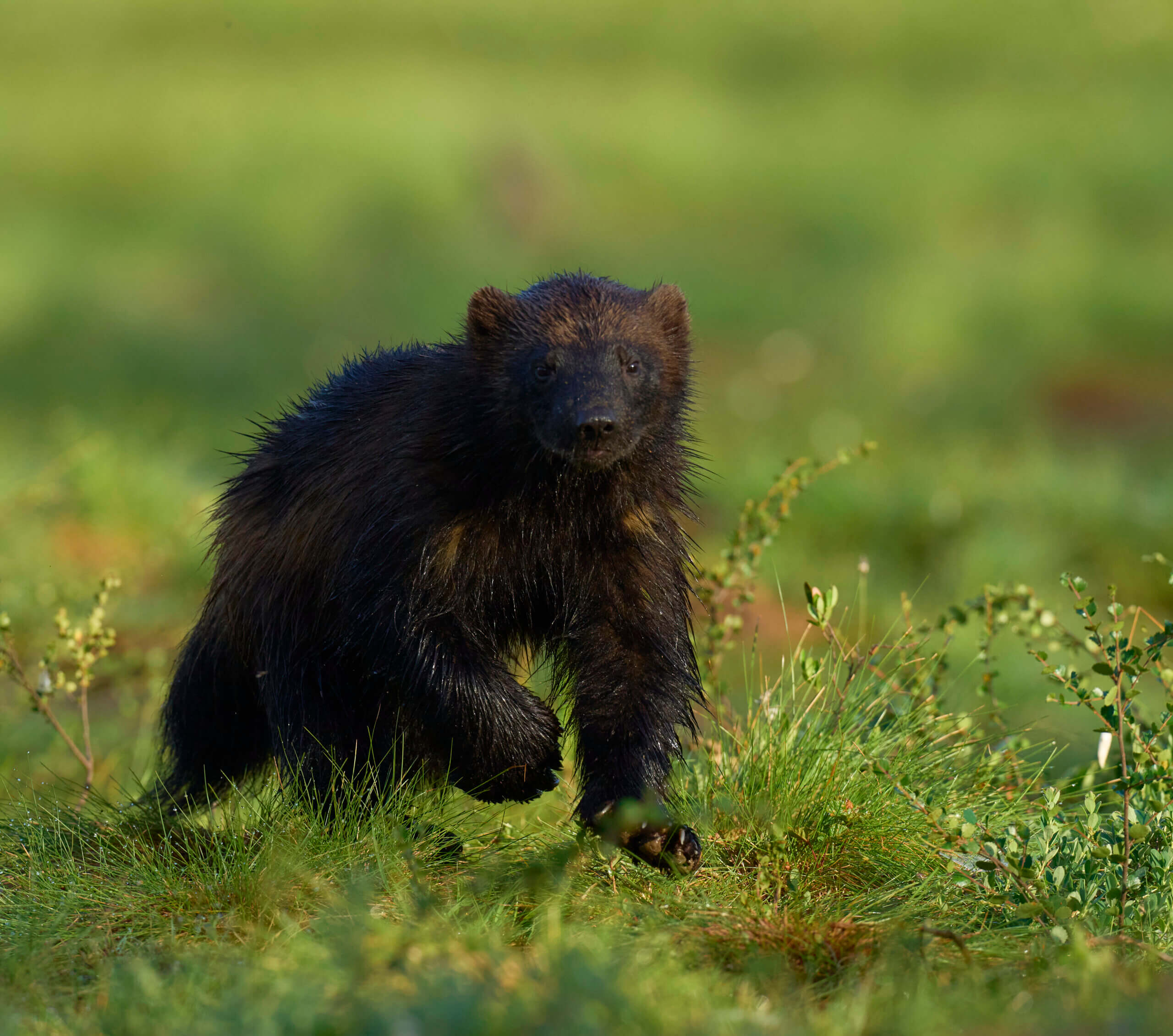 Fototag - Seltene Tiere